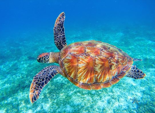 Animals, two | English Echo